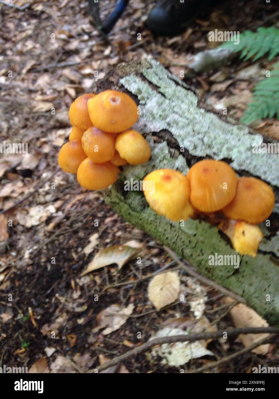 orange mycena (Mycena leaiana) Fungi Stock Photo - Alamy