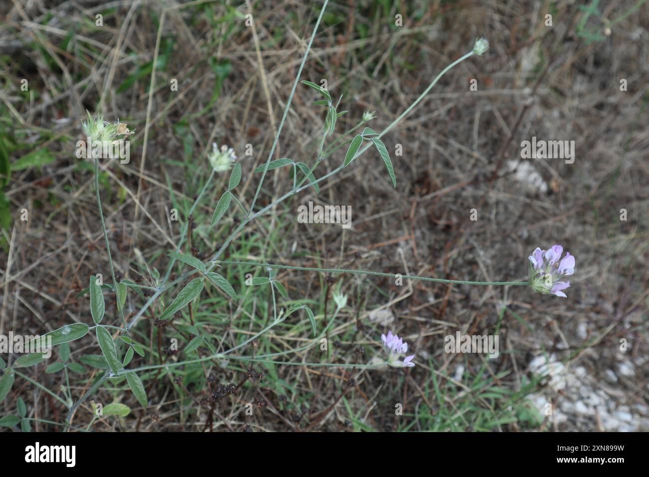 arabian pea (Bituminaria bituminosa) Plantae Stock Photo - Alamy