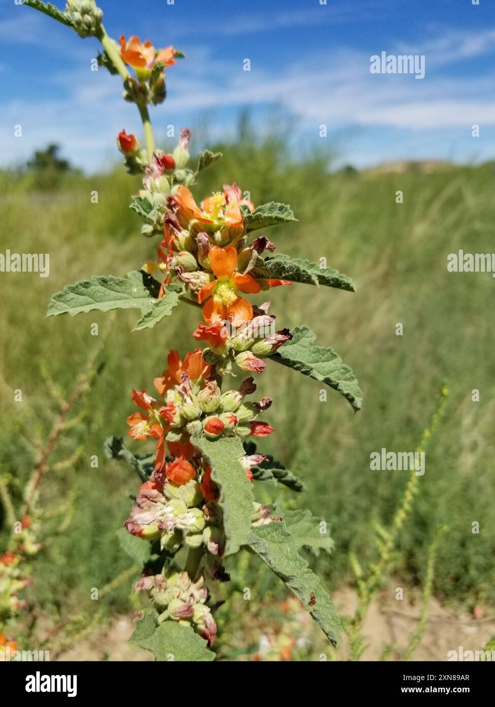 narrowleaf globemallow (Sphaeralcea angustifolia) Plantae Stock Photo ...