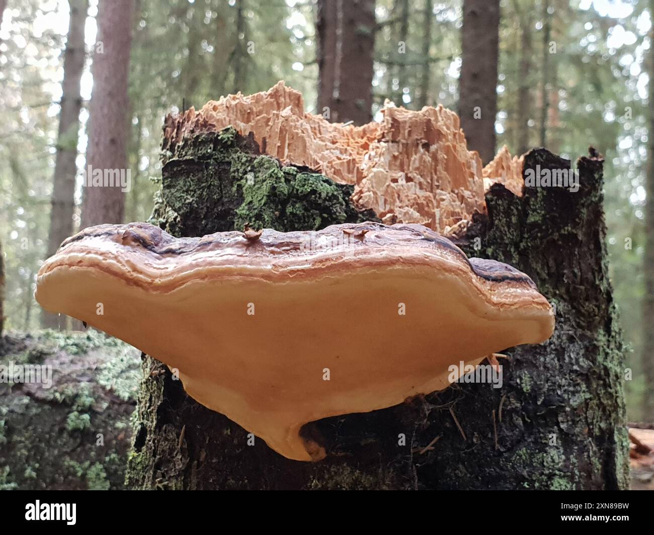 Red-banded Polypore (Fomitopsis pinicola) Fungi Stock Photo - Alamy