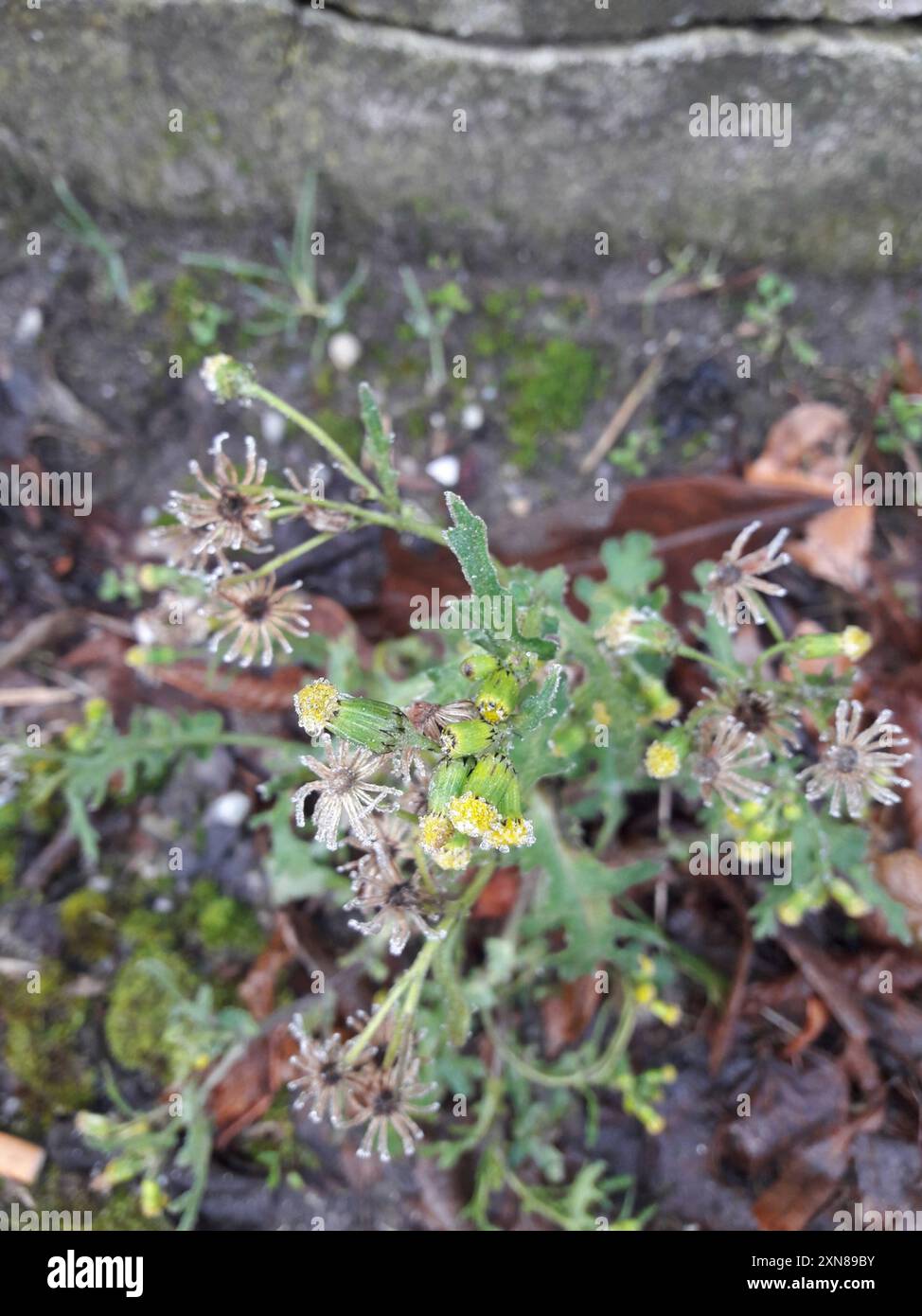 common groundsel (Senecio vulgaris) Plantae Stock Photo - Alamy