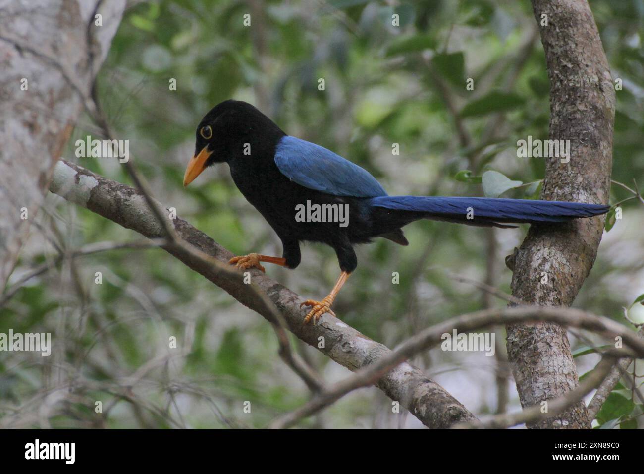 Cyanocorax yucatanicus hi-res stock photography and images - Alamy
