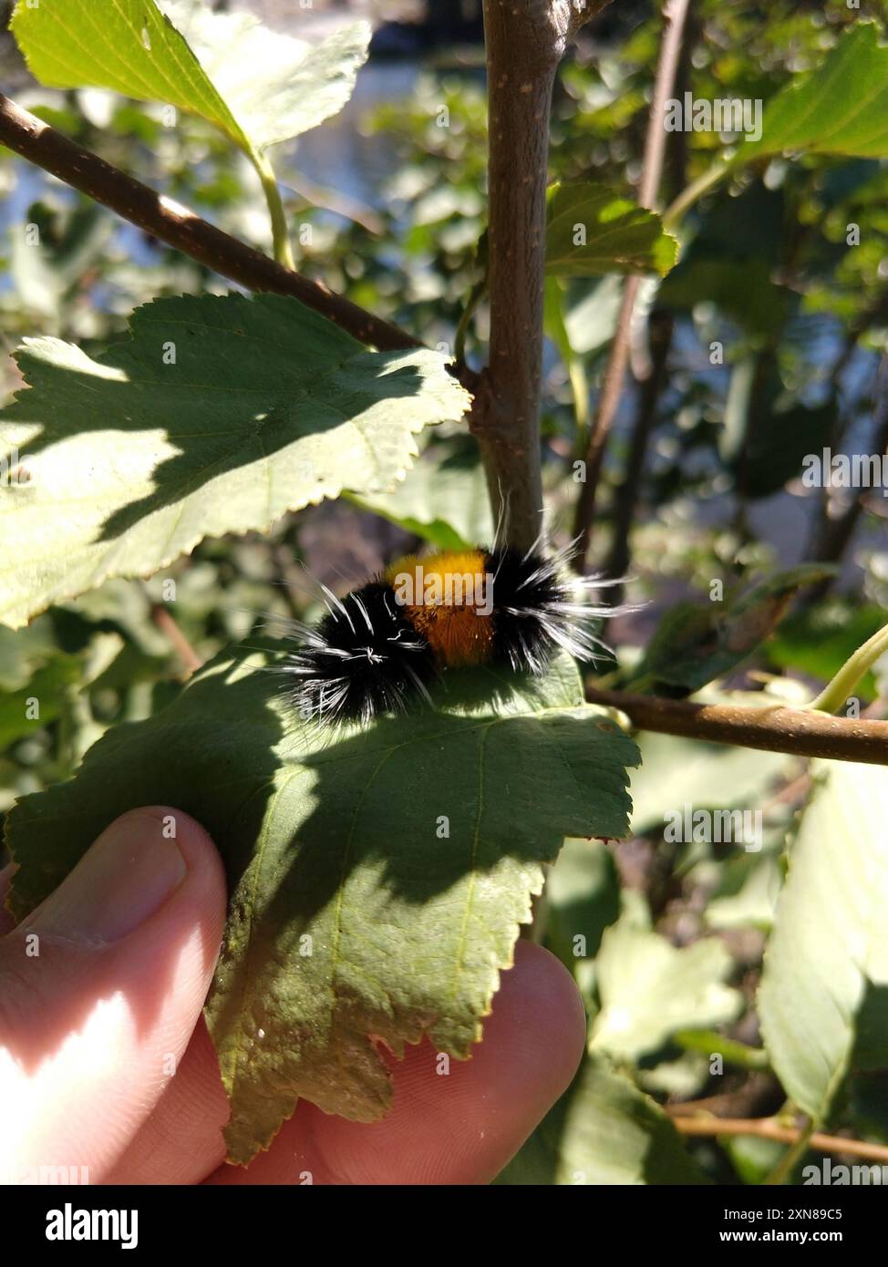 Spotted Tussock Moth (Lophocampa maculata) Insecta Stock Photo - Alamy