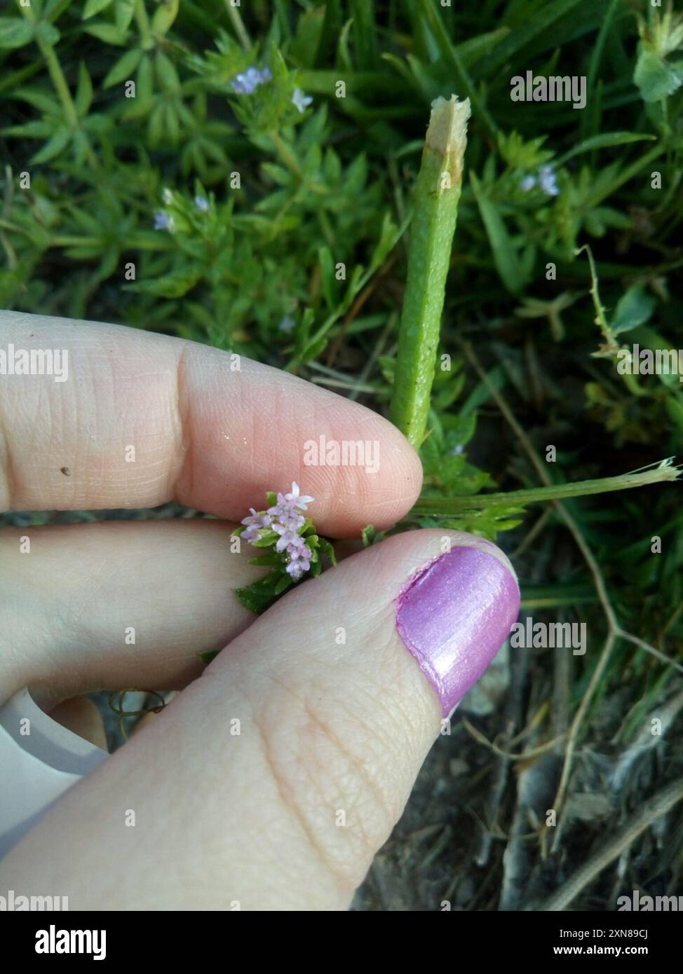 Field madder (Sherardia arvensis) Plantae Stock Photo - Alamy