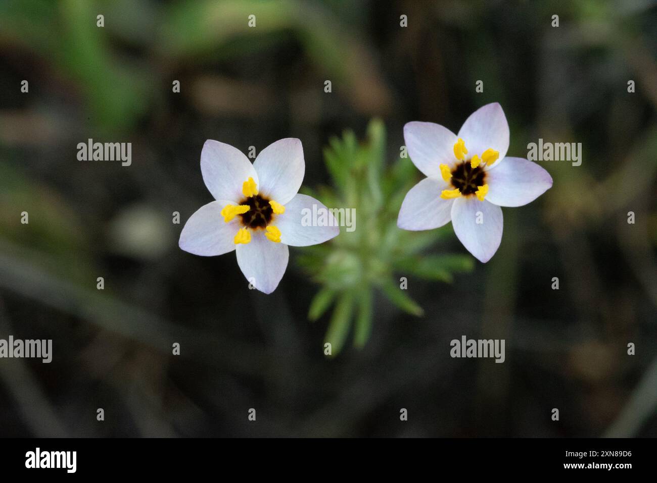variable linanthus (Leptosiphon parviflorus) Plantae Stock Photo - Alamy