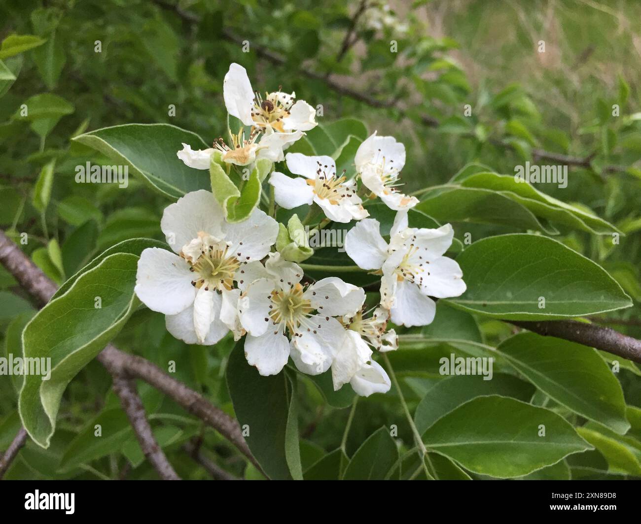 Common Pear (Pyrus communis) Plantae Stock Photo - Alamy
