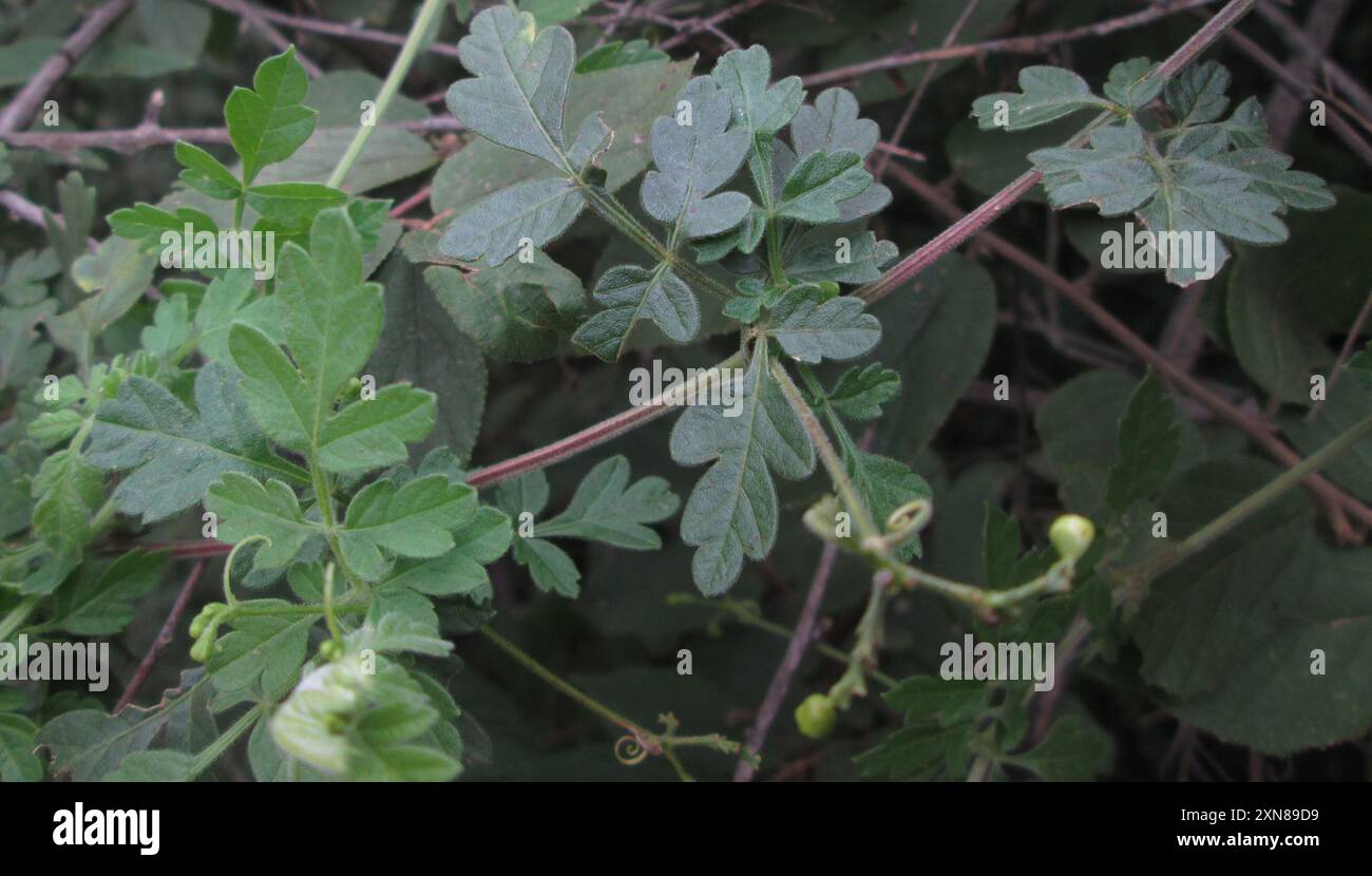 Lesser Balloon Vine (Cardiospermum halicacabum) Plantae Stock Photo - Alamy