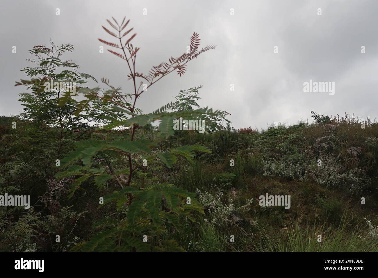 Cedar wattle (Acacia elata) Plantae Stock Photo - Alamy