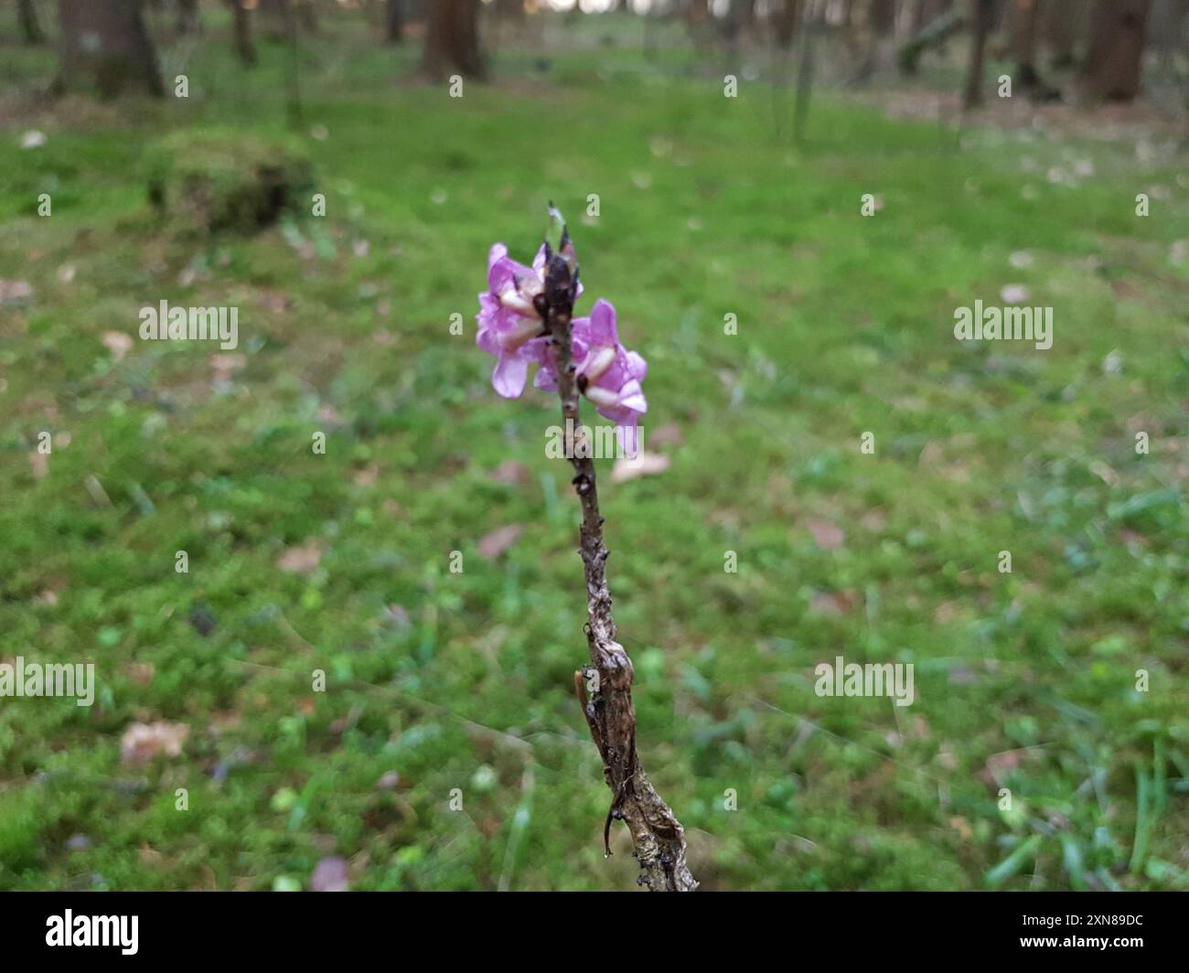 Mezereon (Daphne mezereum) Plantae Stock Photo - Alamy