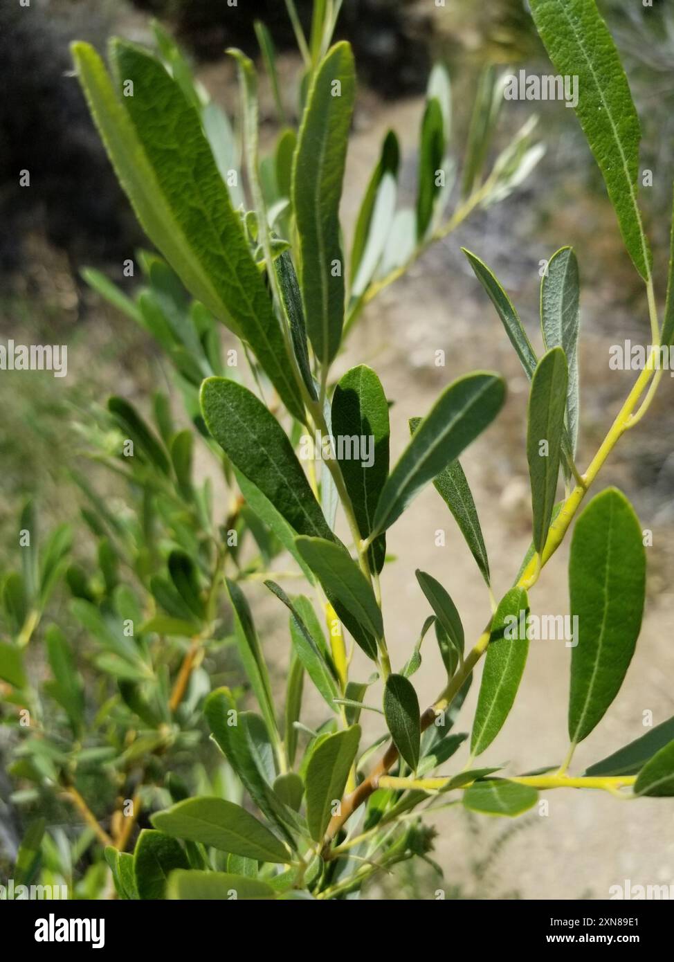 red willow (Salix laevigata) Plantae Stock Photo - Alamy
