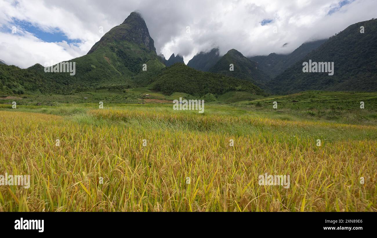 Landscape with green and yellow rice terraced fields and blue cloudy ...