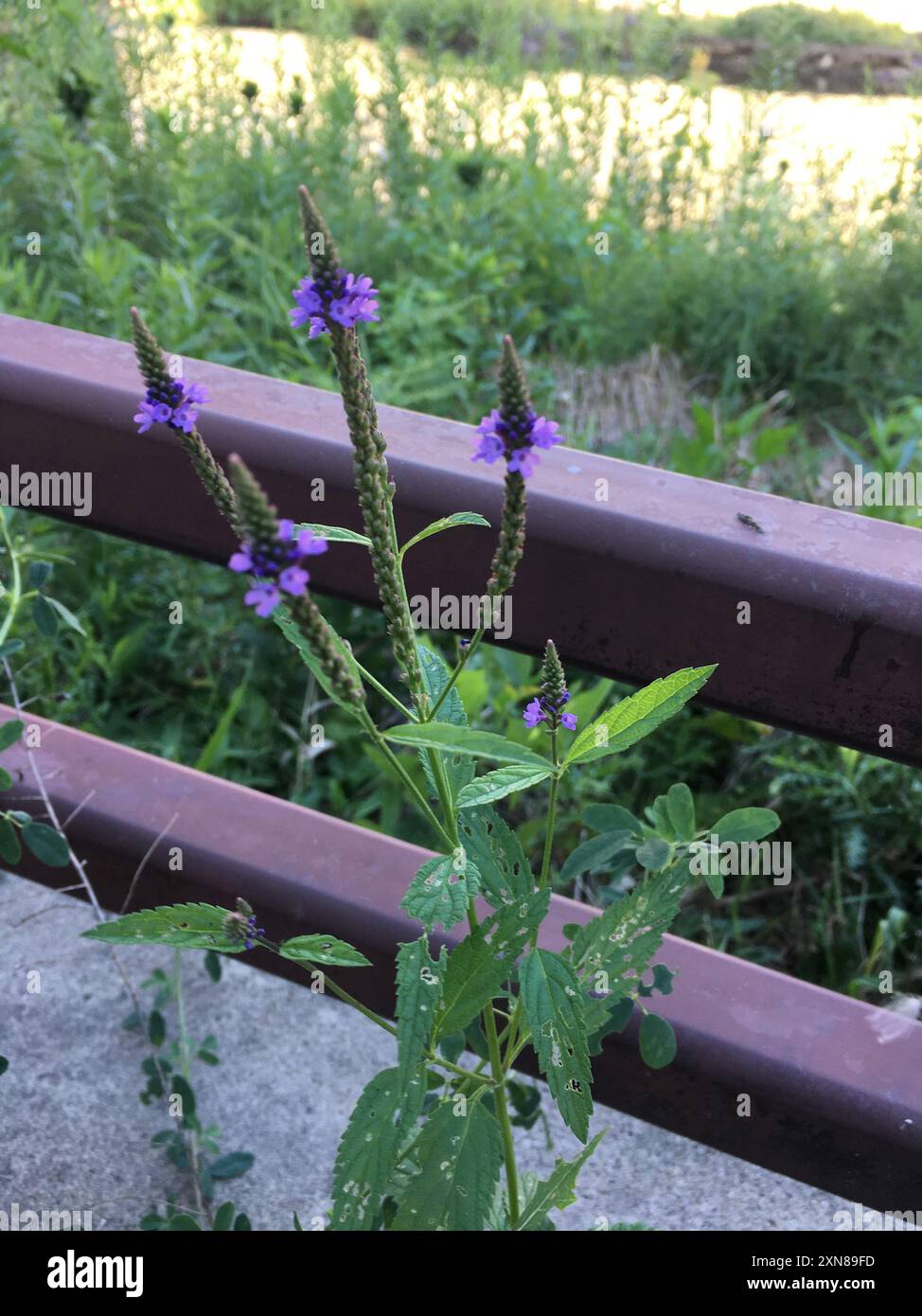 blue vervain (Verbena hastata) Plantae Stock Photo - Alamy