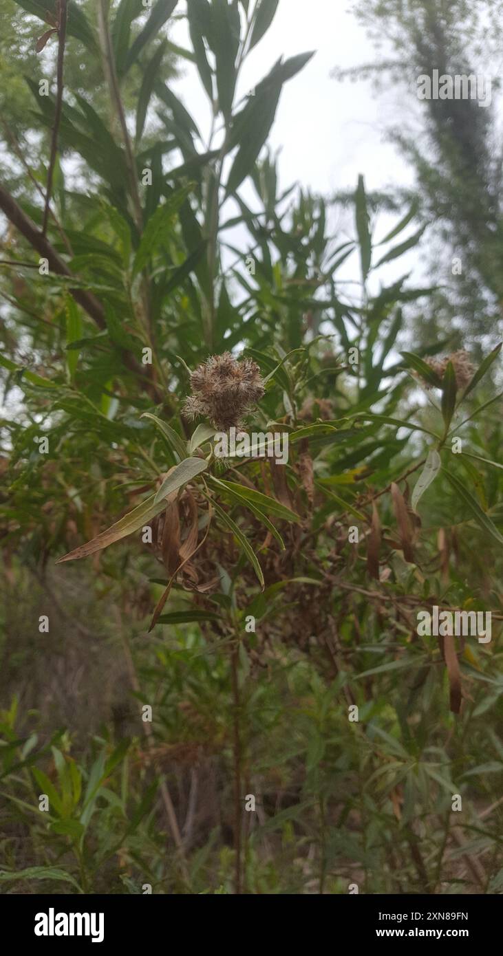 mule fat (Baccharis salicifolia) Plantae Stock Photo - Alamy