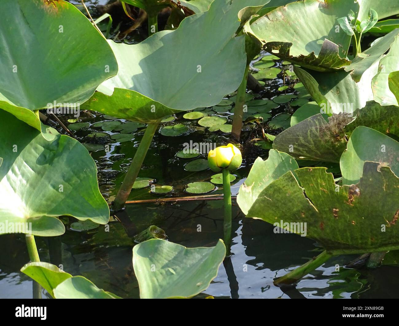 spatterdock (Nuphar advena) Plantae Stock Photo - Alamy