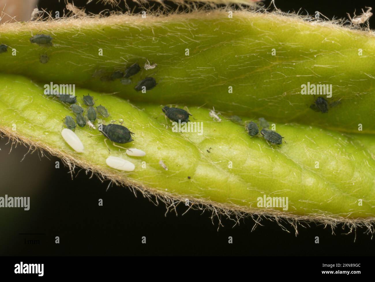 Melon aphid hi-res stock photography and images - Alamy