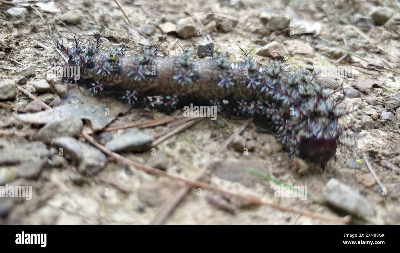 Buck Moth (Hemileuca maia) Insecta Stock Photo - Alamy