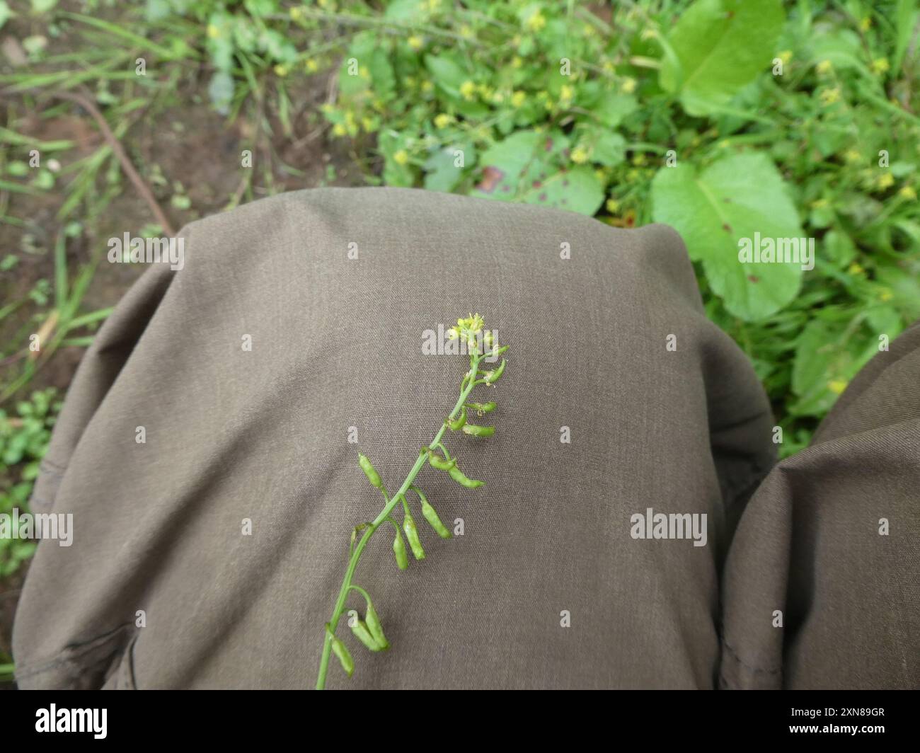 Bog Yellowcress (Rorippa palustris) Plantae Stock Photo - Alamy