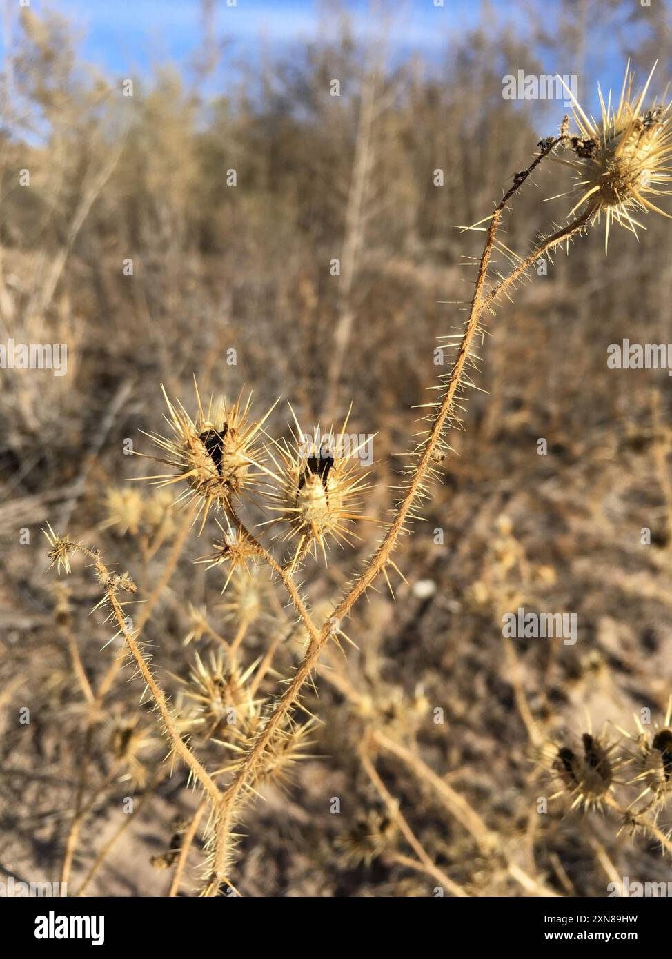 buffalo-bur (Solanum rostratum) Plantae Stock Photo - Alamy