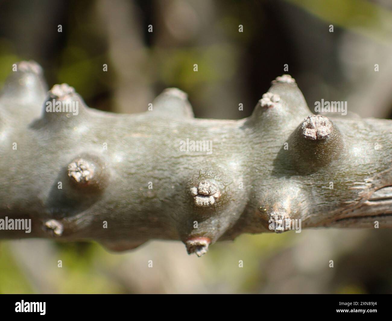 Petawali (Tinospora crispa) Plantae Stock Photo - Alamy