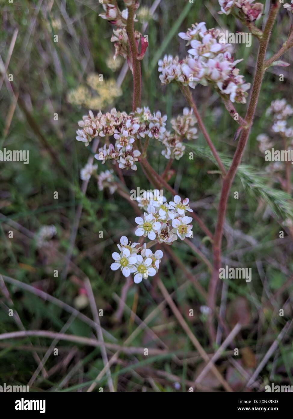 Wholeleaf Saxifrage Micranthes Integrifolia Plantae Stock Photo Alamy