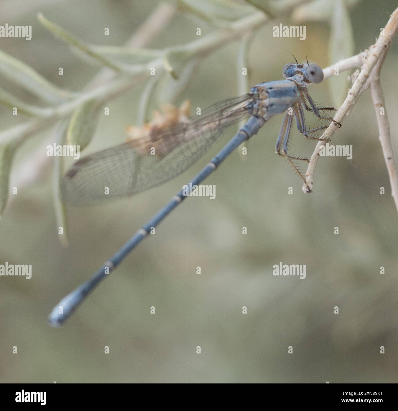 Argia moesta hi-res stock photography and images - Alamy