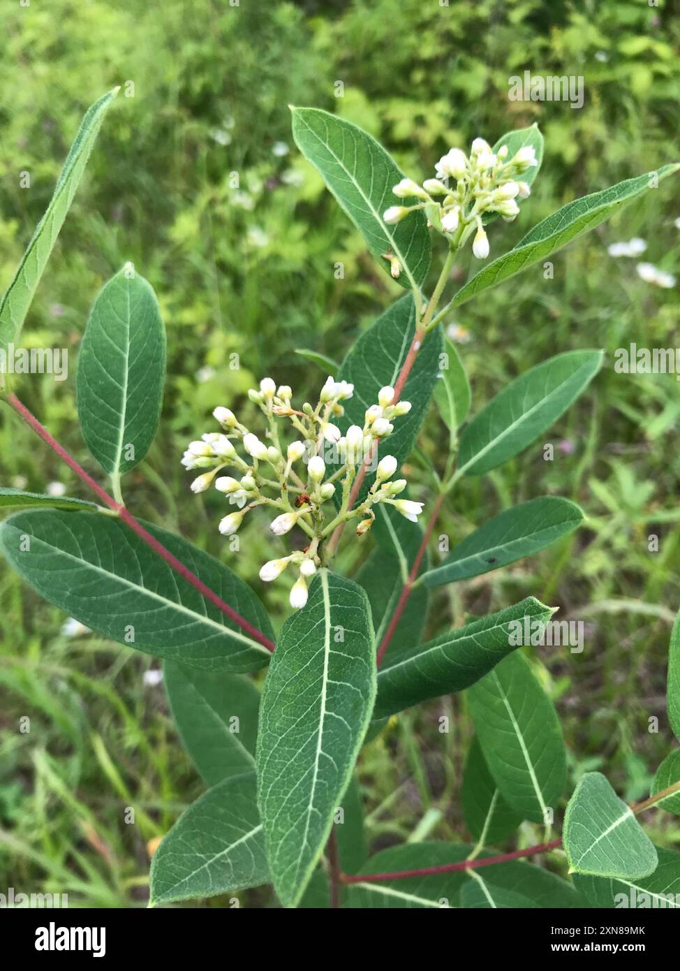 hemp dogbane (Apocynum cannabinum) Plantae Stock Photo - Alamy