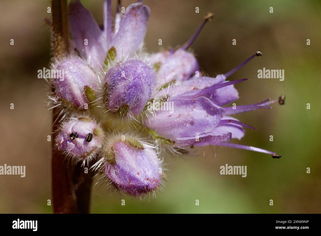 ballhead waterleaf (Hydrophyllum capitatum) Plantae Stock Photo - Alamy