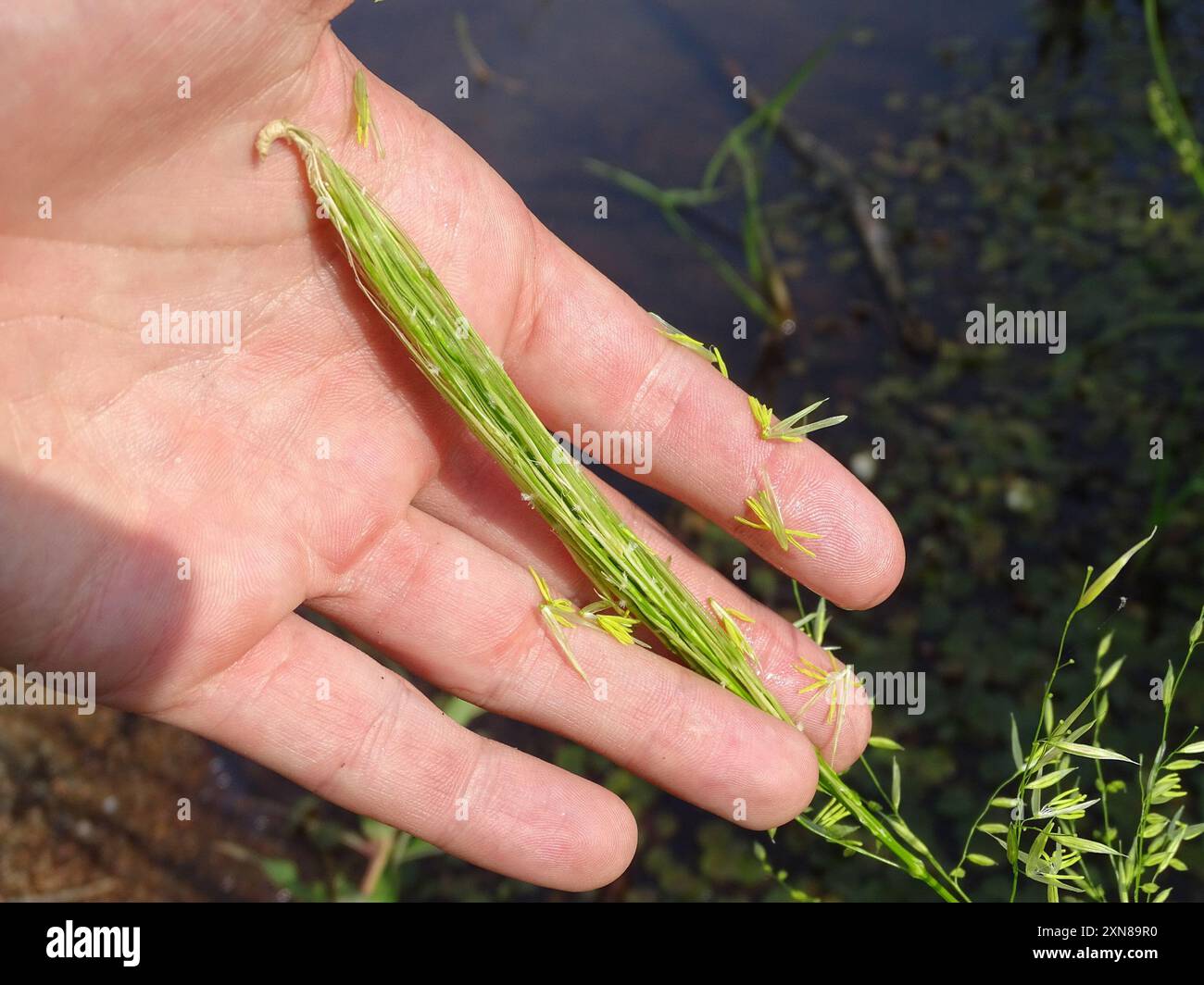 annual wild rice (Zizania aquatica) Plantae Stock Photo - Alamy