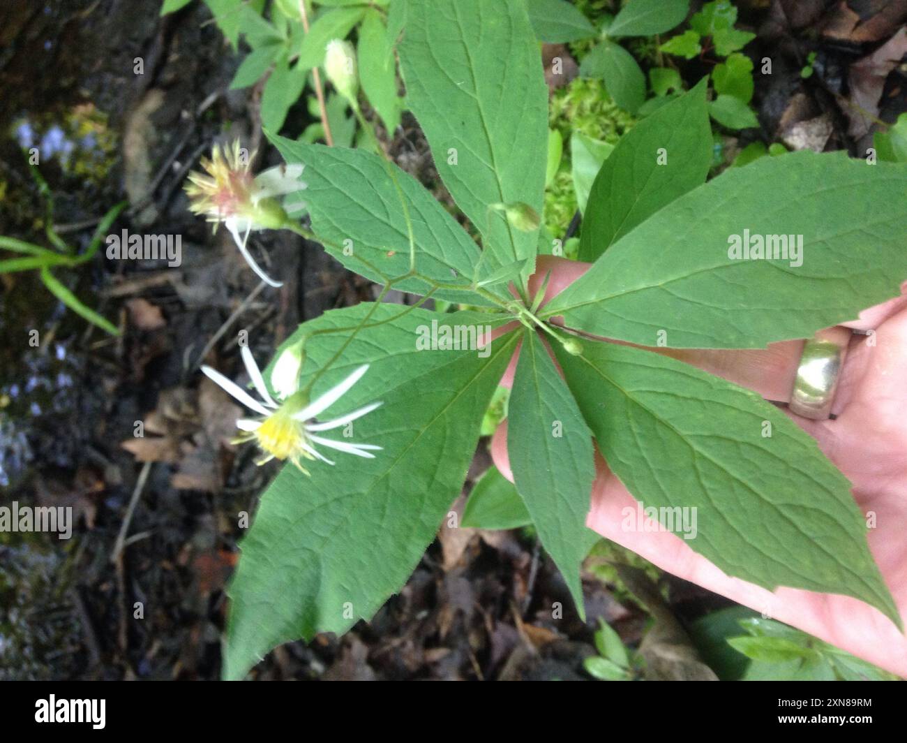 whorled wood aster (Oclemena acuminata) Plantae Stock Photo - Alamy