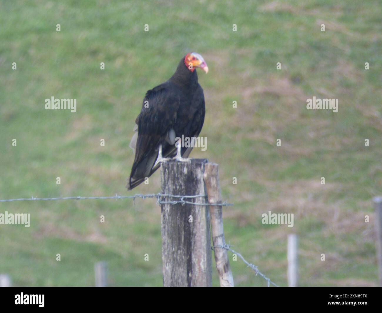 Lesser Yellow-headed Vulture (Cathartes burrovianus) Aves Stock Photo ...