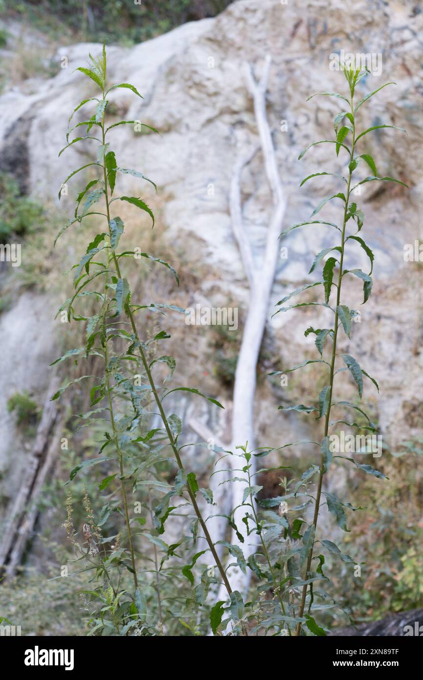 mule fat (Baccharis salicifolia) Plantae Stock Photo - Alamy