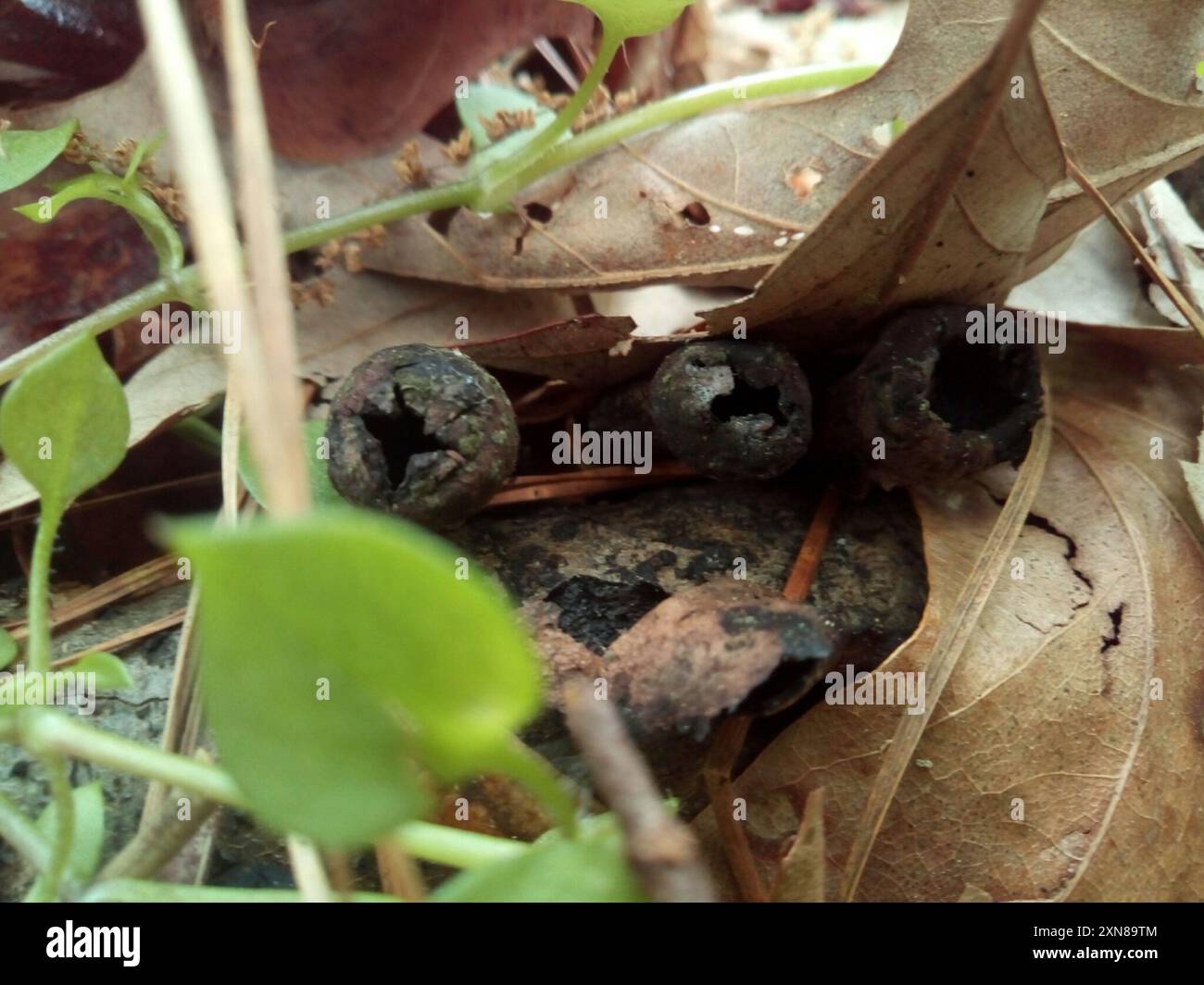 devil's urn (Urnula craterium) Fungi Stock Photo - Alamy