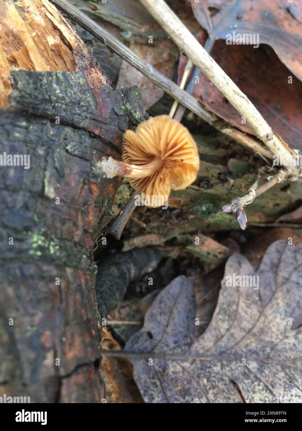 Moss Bells (Galerina) Fungi Stock Photo - Alamy