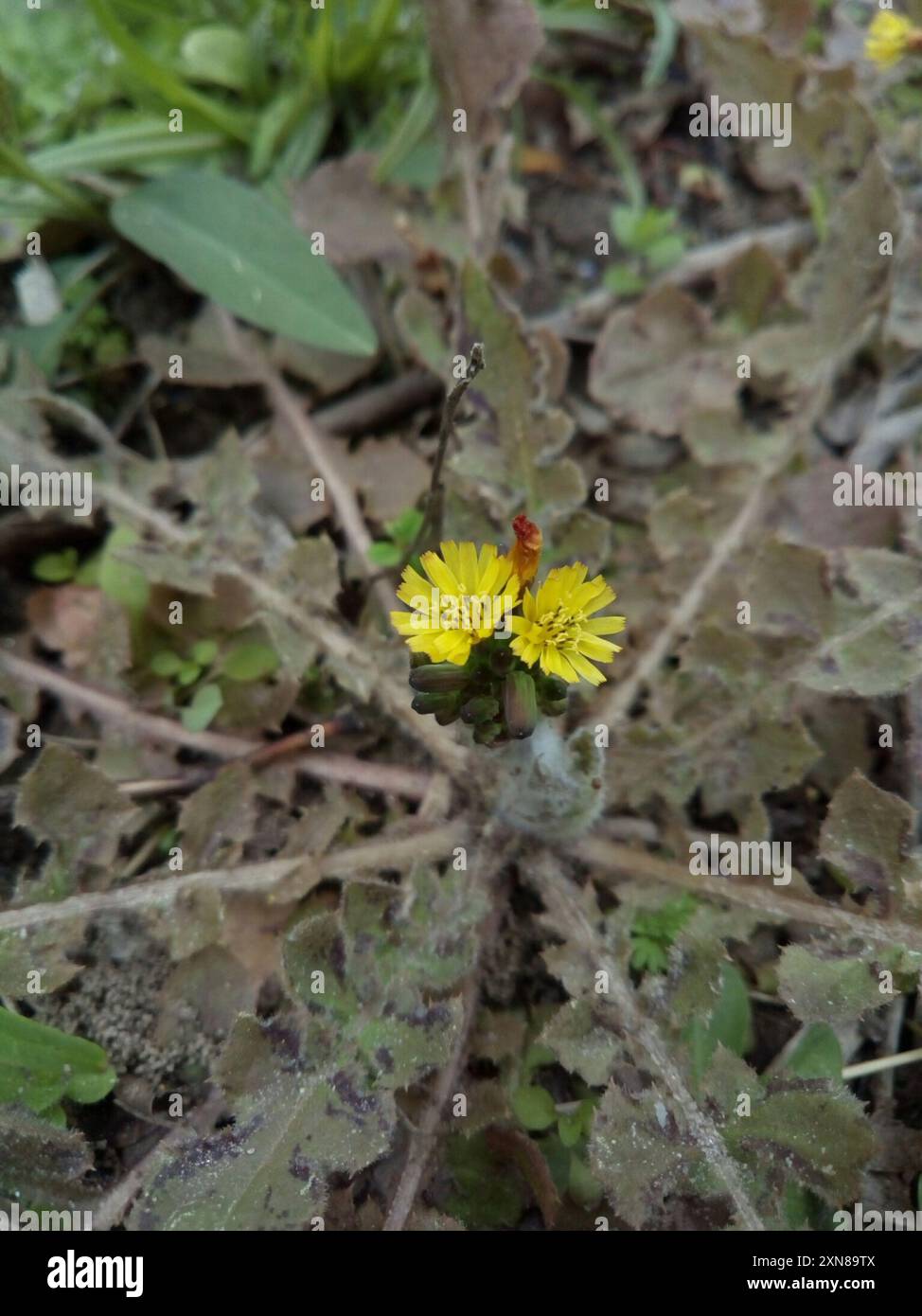 Oriental false hawksbeard (Youngia japonica) Plantae Stock Photo - Alamy