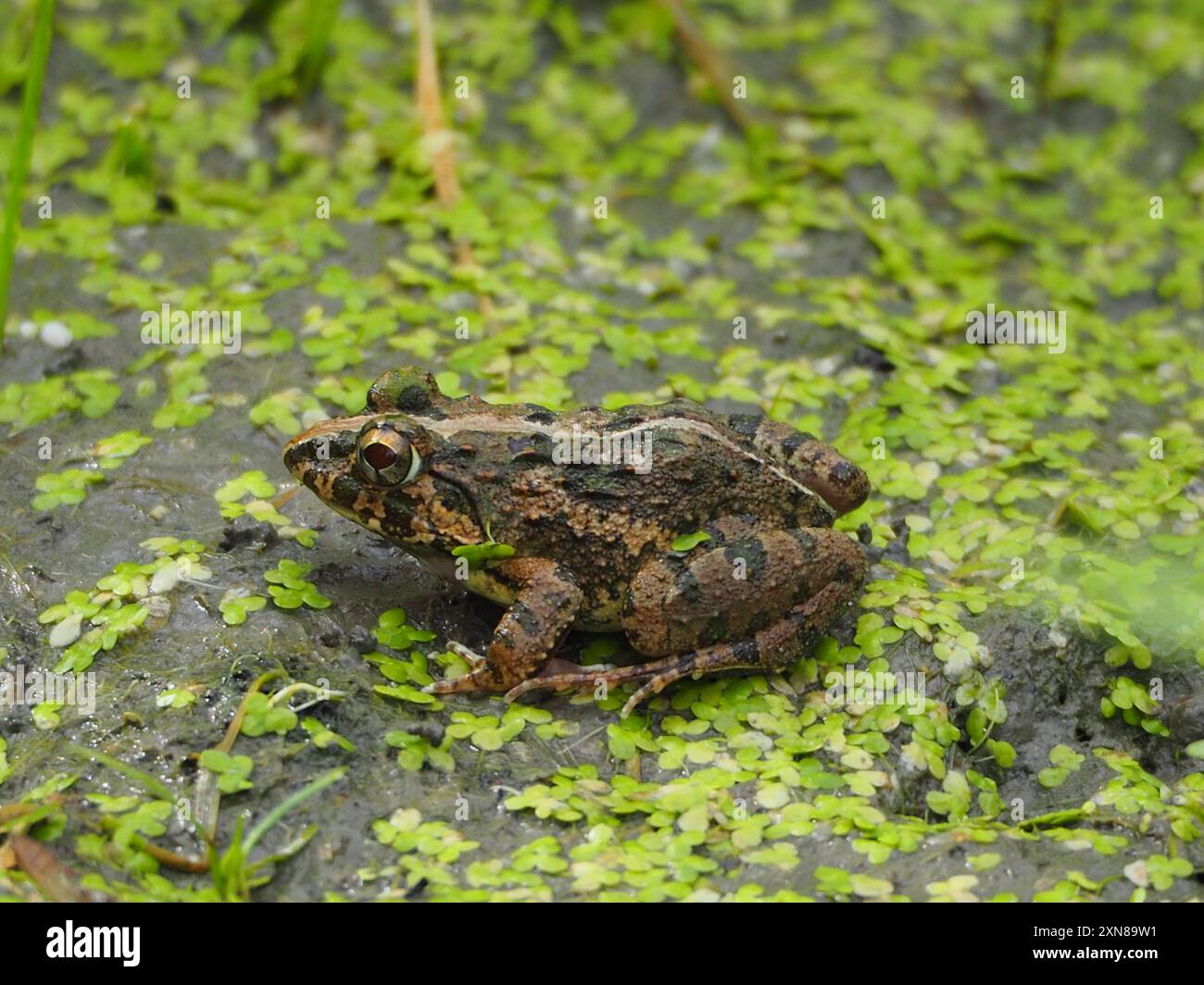 Fejervarya limnocharis hi-res stock photography and images - Alamy