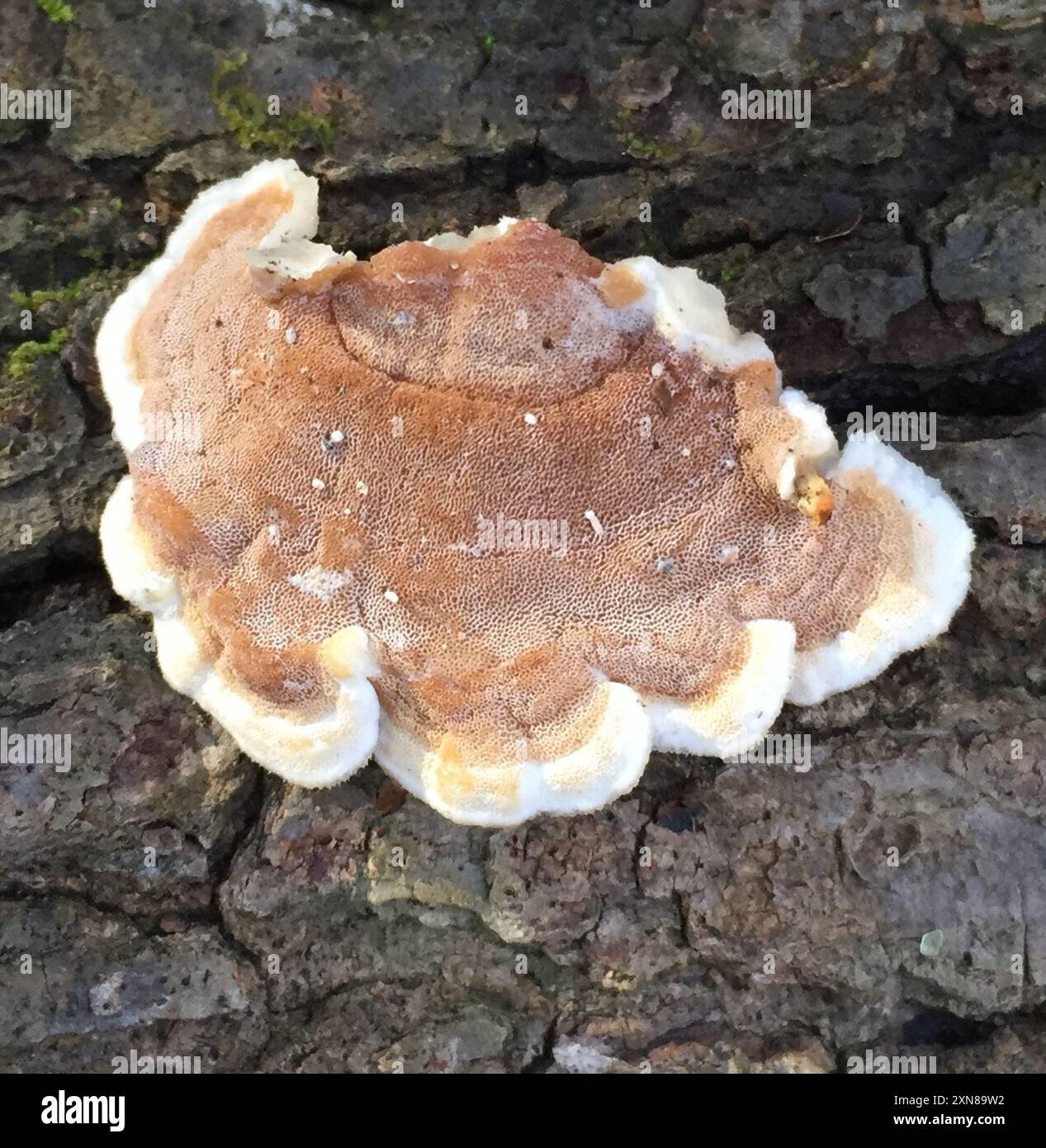 shelf fungi (Polyporales) Fungi Stock Photo - Alamy