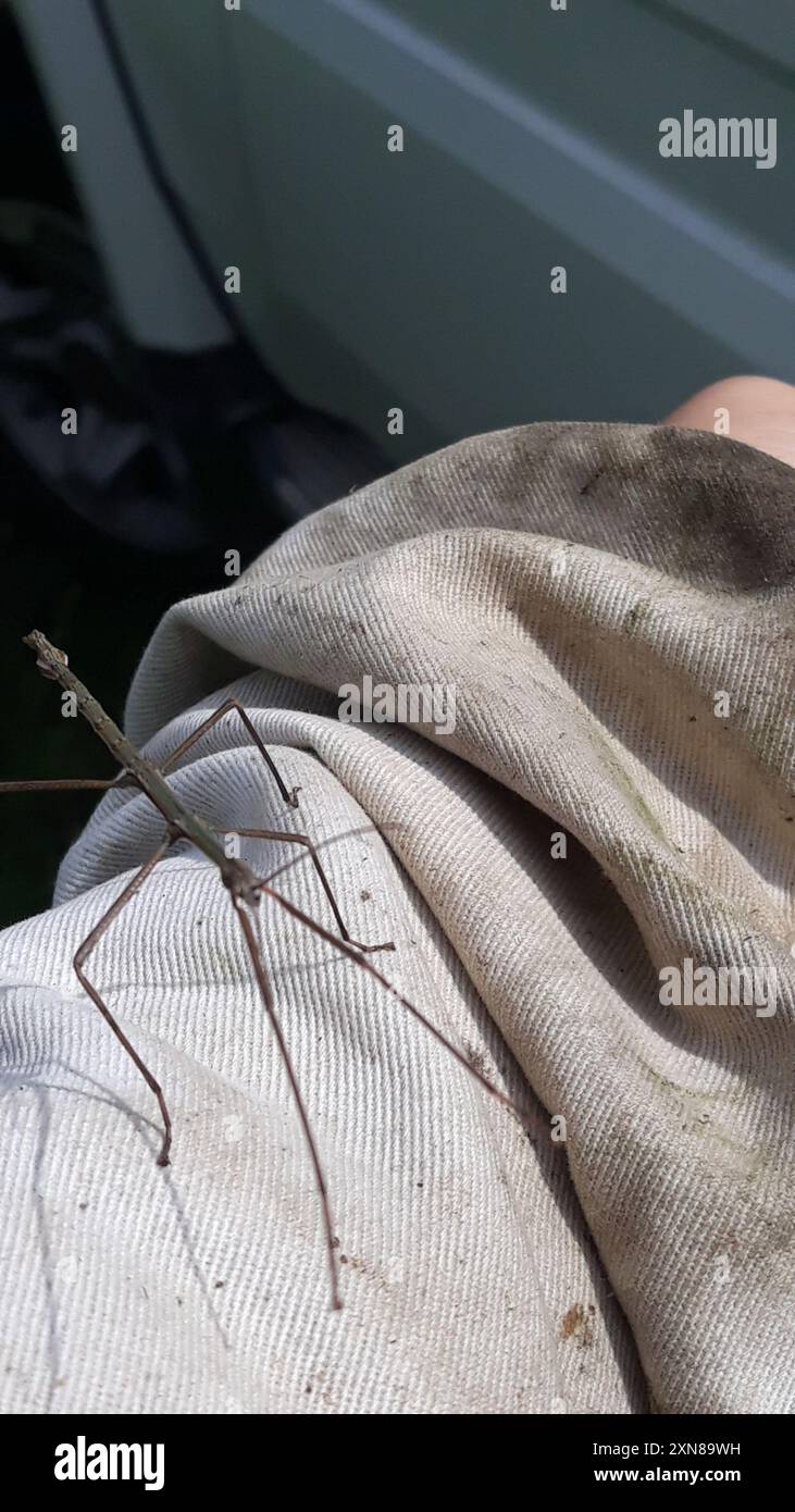 Smooth Stick Insect (Clitarchus hookeri) Insecta Stock Photo - Alamy