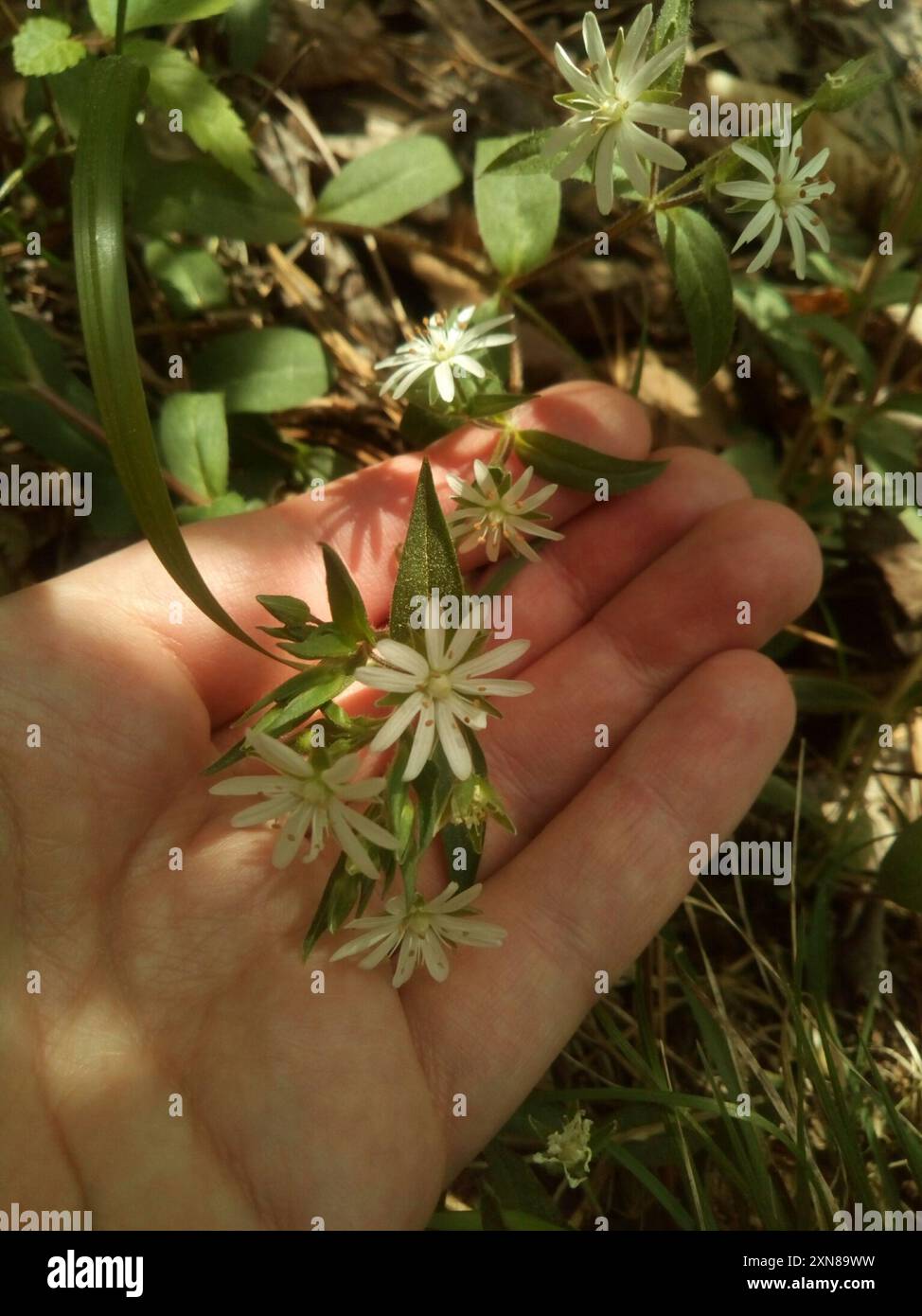 star chickweed (Stellaria pubera) Plantae Stock Photo - Alamy