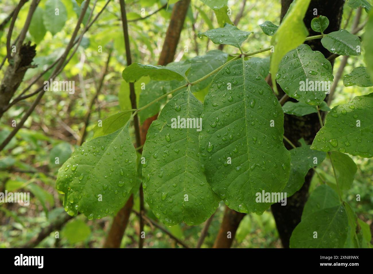 ashes (Fraxinus) Plantae Stock Photo - Alamy