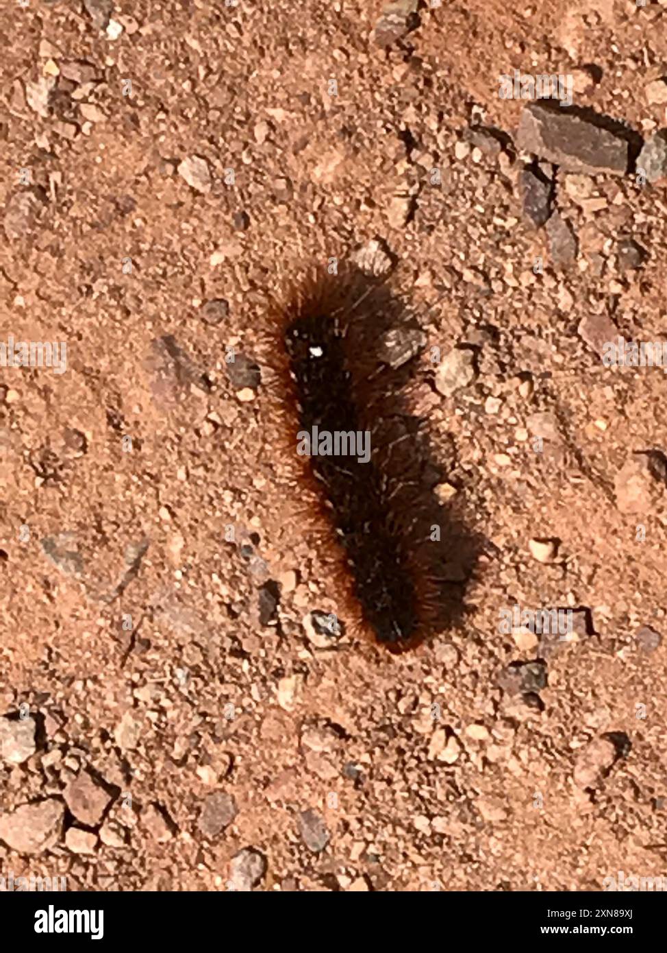Tiger Moths (Arctiini) Insecta Stock Photo - Alamy