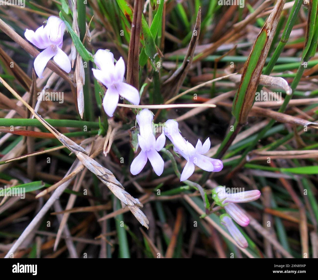 Finger Baroe (Cyphia digitata) Plantae Stock Photo - Alamy