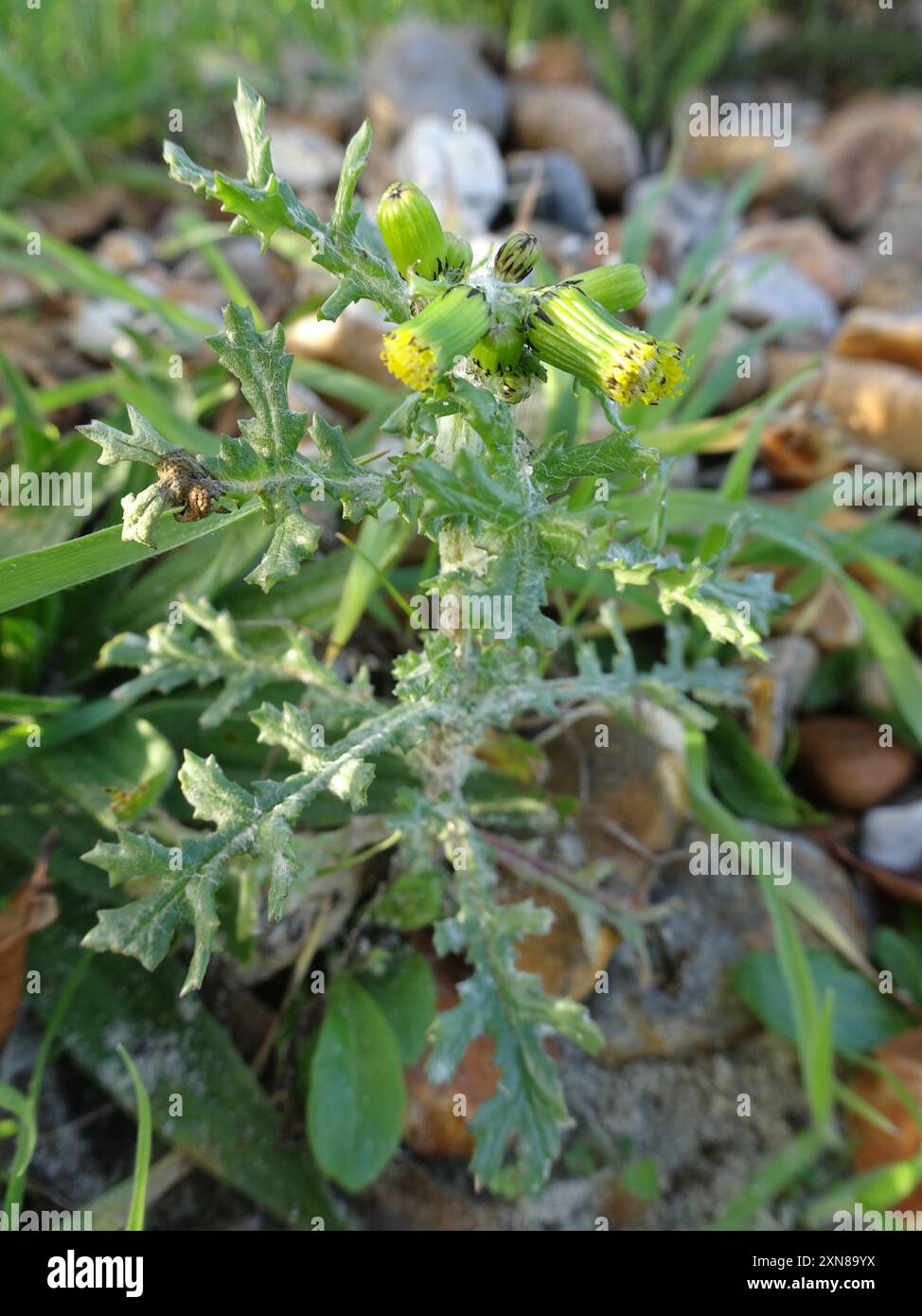 common groundsel (Senecio vulgaris) Plantae Stock Photo - Alamy