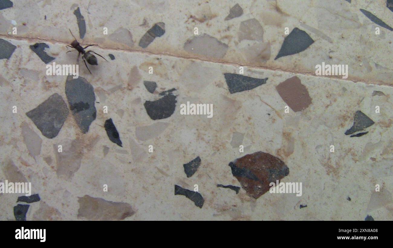 Ant-mimic Spiders (Myrmarachne) Arachnida Stock Photo - Alamy
