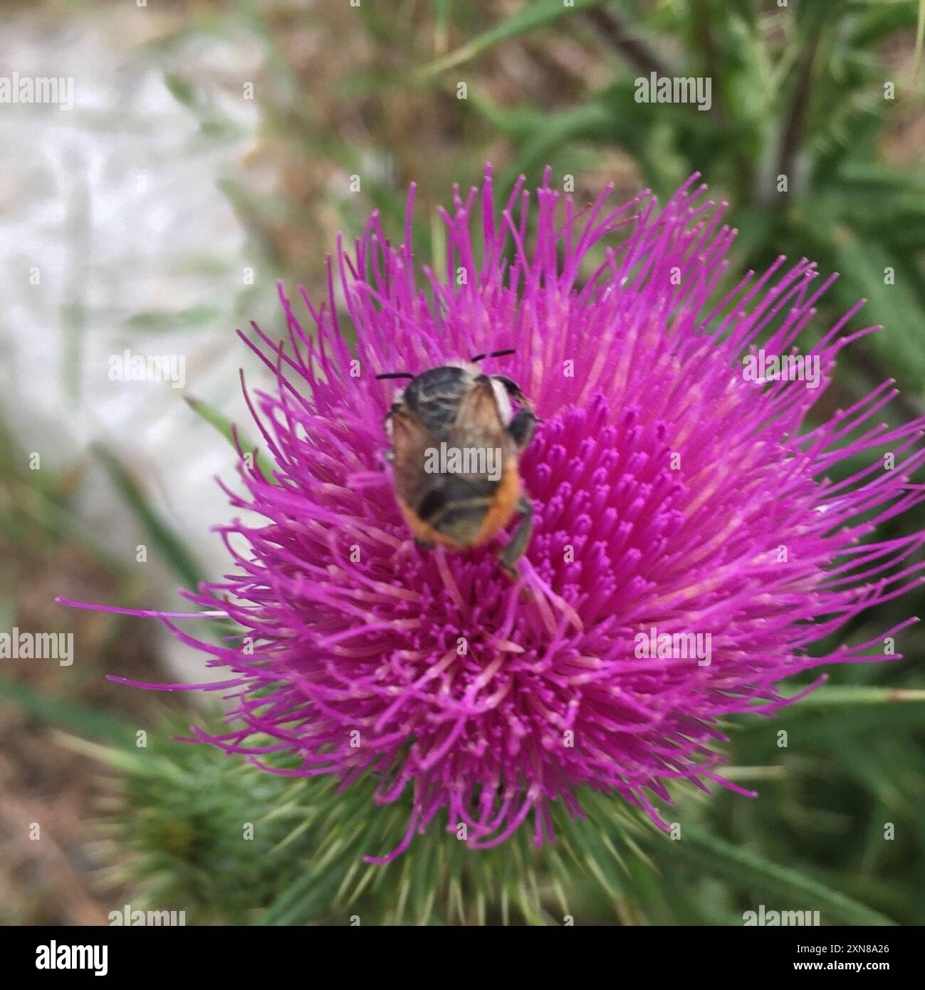 broad-handed leafcutter bee (Megachile latimanus) Insecta Stock Photo ...