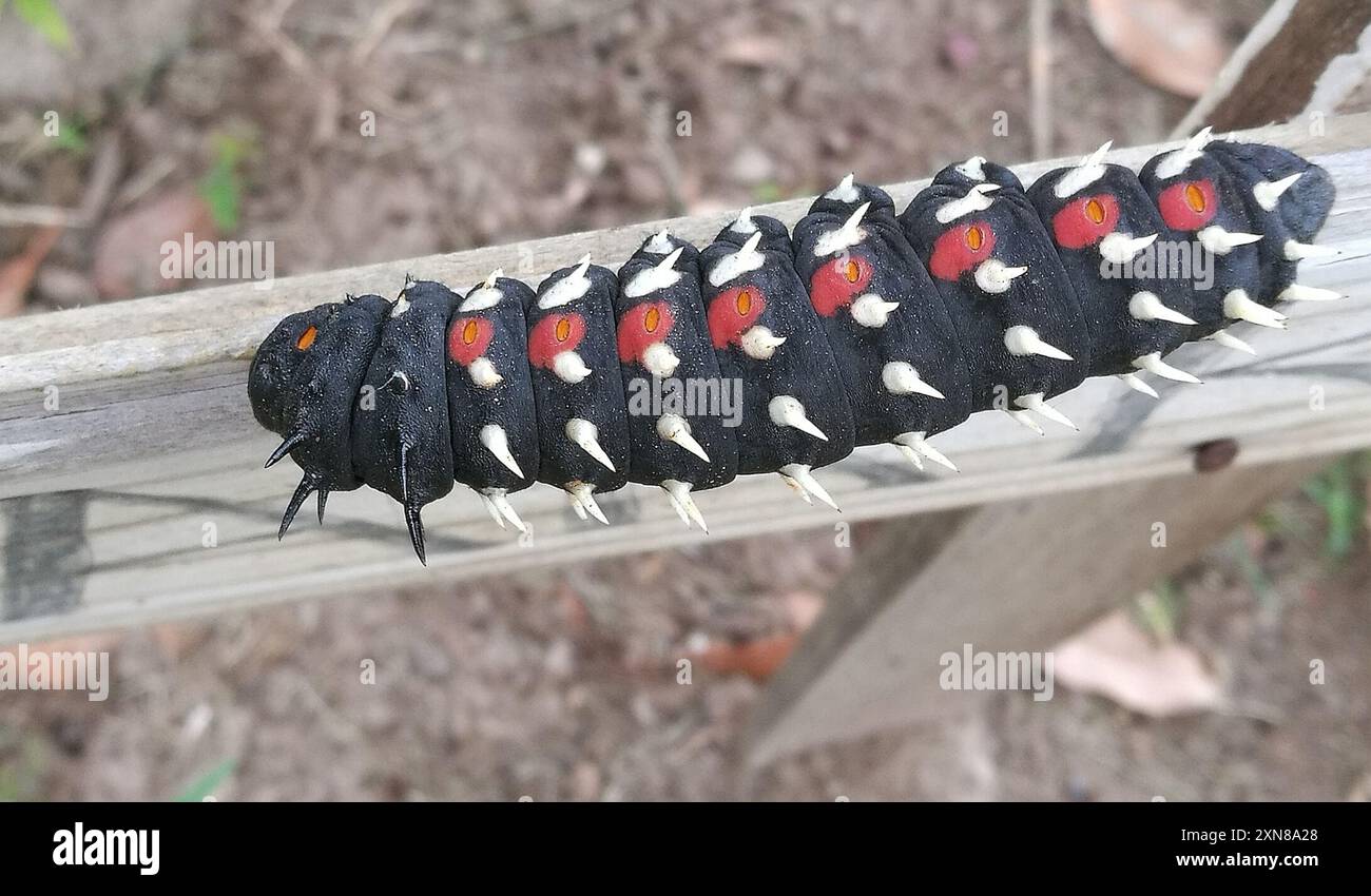 Cabbage Tree Emperor (Bunaea alcinoe) Insecta Stock Photo - Alamy