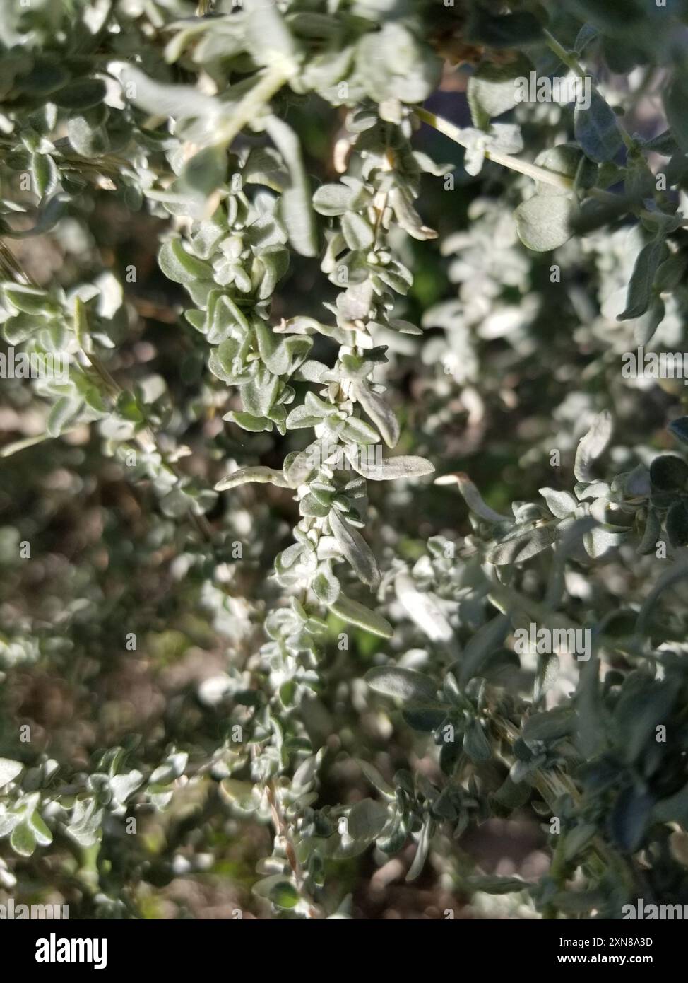 Silver Wormwood (Artemisia ludoviciana) Plantae Stock Photo - Alamy
