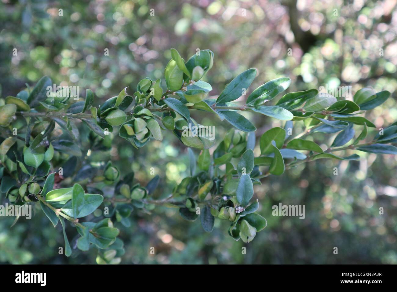common box (Buxus sempervirens) Plantae Stock Photo - Alamy