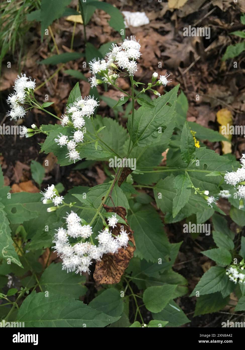 white snakeroot (Ageratina altissima) Plantae Stock Photo - Alamy