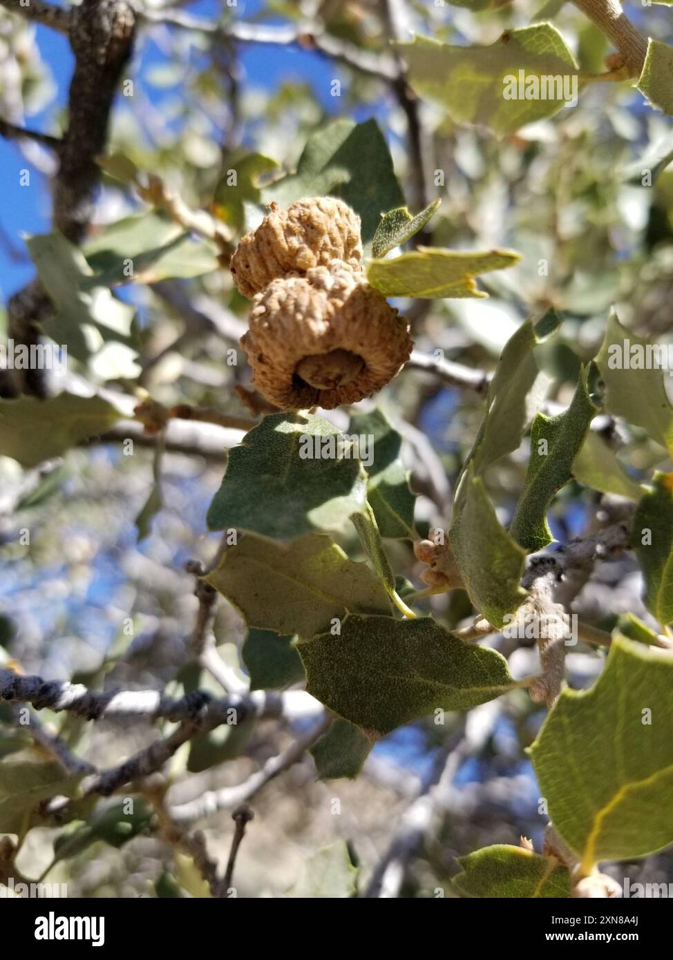 Muller's oak (Quercus cornelius-mulleri) Plantae Stock Photo - Alamy