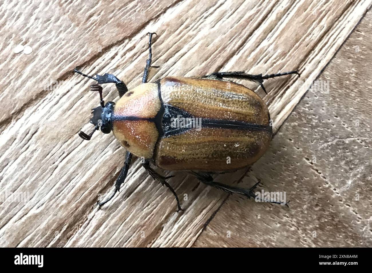 Cowboy Beetle (Chondropyga dorsalis) Insecta Stock Photo - Alamy